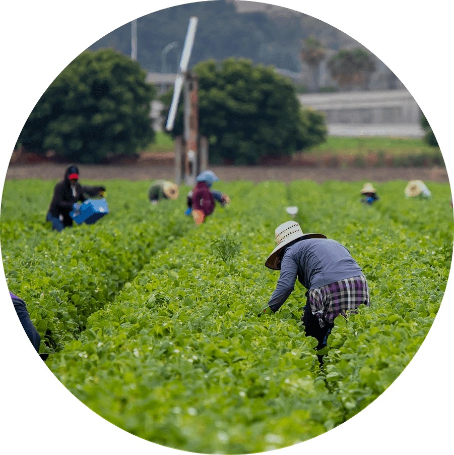 Farm Labor Management Software | PickApp