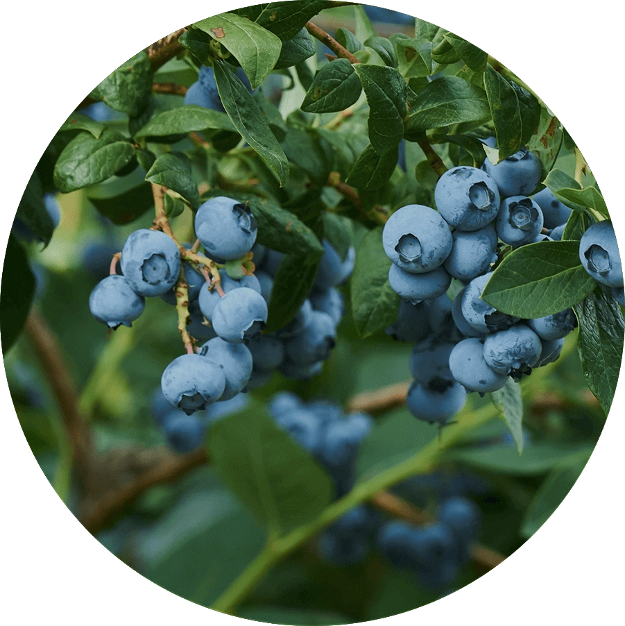 Blueberries Farming 3× Profit With PickApp | Yield Tracker